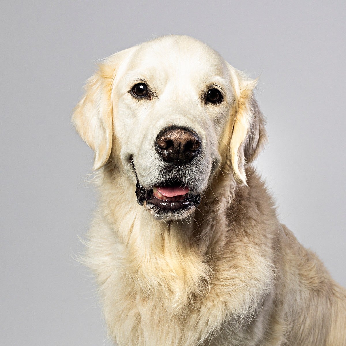 From Wagging Tails to Warming Hearts | Lehigh Valley Health Network